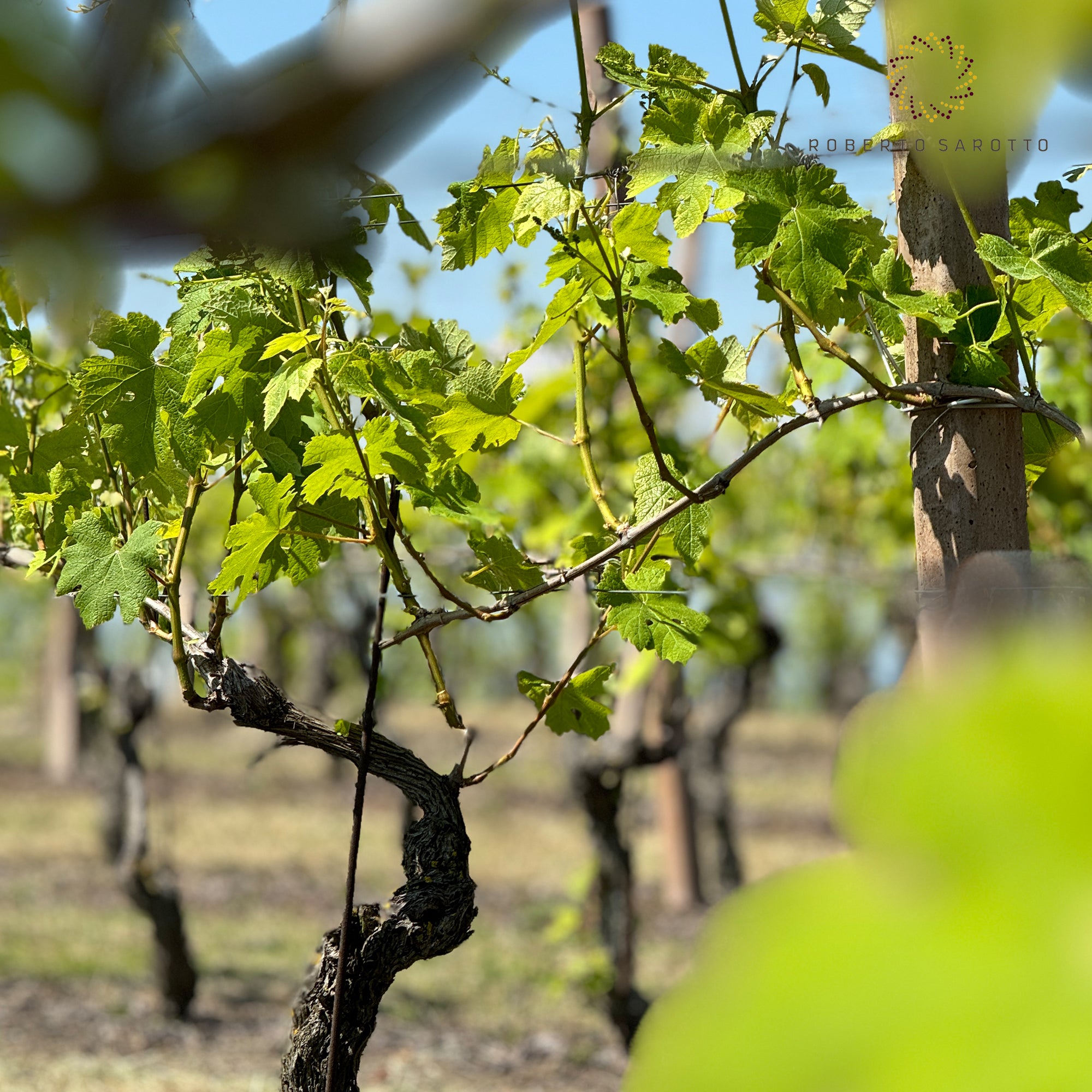 ROBERTO SAROTTO | IMPURO UNOAKED CHARDONNAY - SAUVIGNON BLANC ...